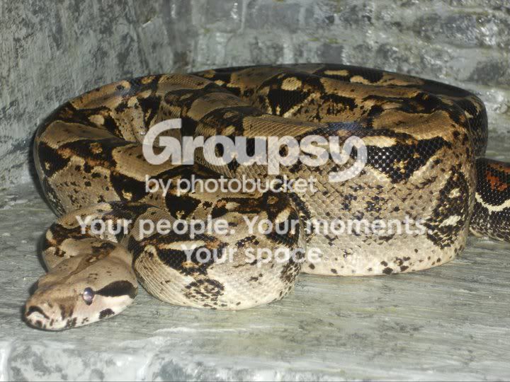E Midlands - male common boa | Reptile Forums