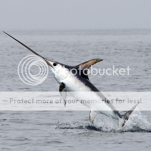 Beautiful Photo of a Jumping Broadbill Swordfish - Reel Talk - ORCA