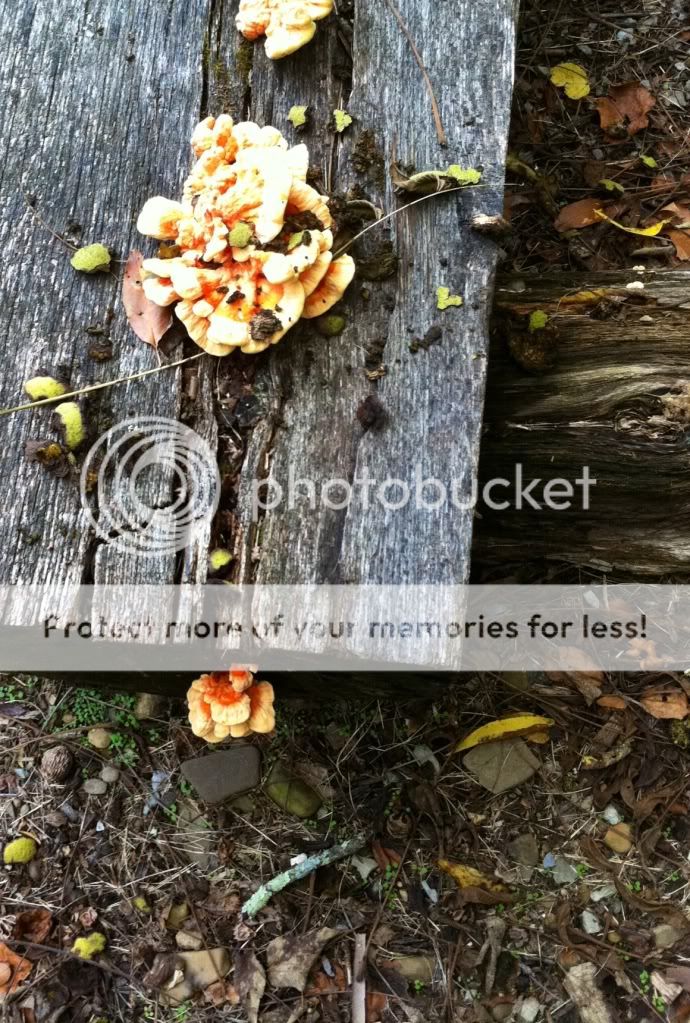 Twsbi Roc & 540 & Skipping & Flex - TWSBI - The Fountain Pen Network