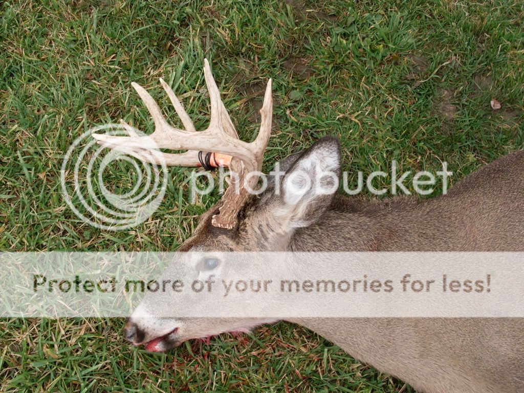 Mane Deer??? | Ohio Sportsman - Your Ohio Hunting and Fishing Resource